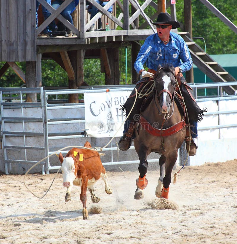 El Vaquero En Una Competencia Roping Del Becerro. Imagen de archivo ...