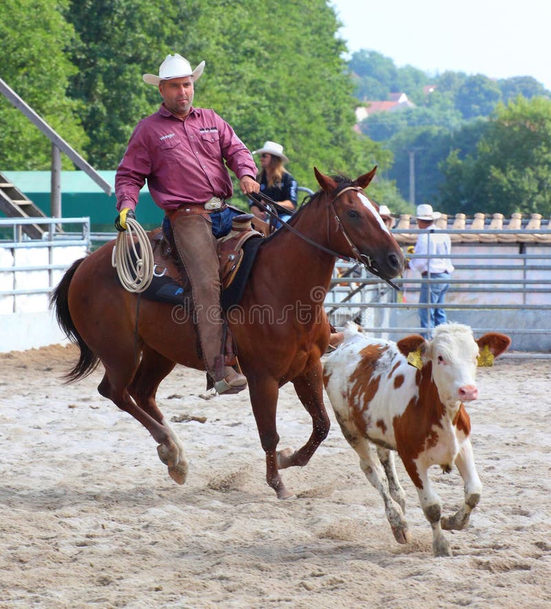 El Vaquero En Una Competencia Roping Del Becerro. Imagen editorial ...