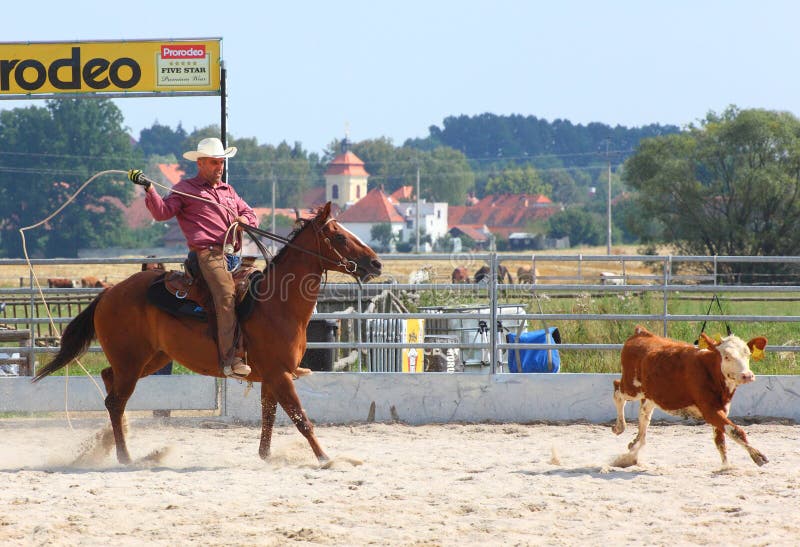 El Vaquero En Una Competencia Roping Del Becerro. Imagen editorial ...