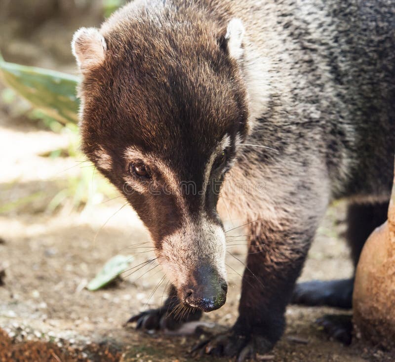 Narica Whitenosed Del Nasua Coati Del Conocido Como Miembro Del ...