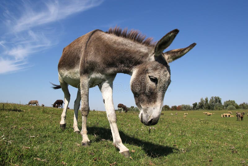 El Viejo Burro De Cerdo En El Pasto Foto de archivo - Imagen de animal ...