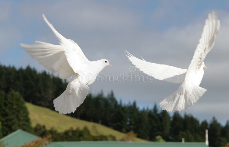 Dos Palomas Blancas Hermosas Que Vuelan En El Cielo Imagen de archivo ...