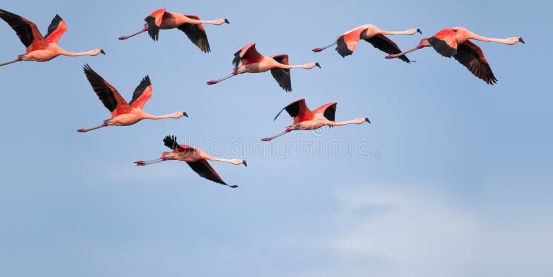 Flamencos Que Vuelan Sobre Una Orilla De La Turquesa Imagen de archivo ...