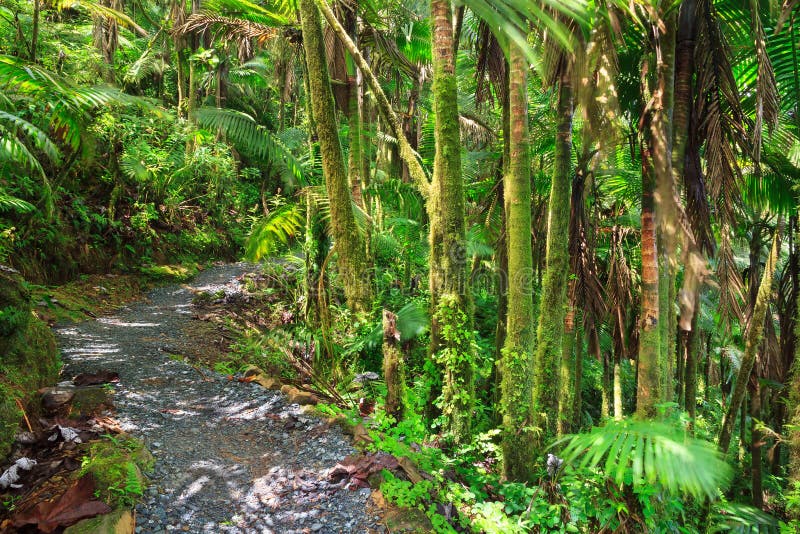 Árboles En La Selva Tropical Del EL Yunque, Puerto Rico Imagen de ...