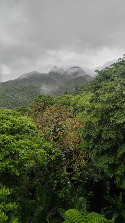 El Yunque Rain Forest Mountains Puerto Rico Stock Photo - Image of ...