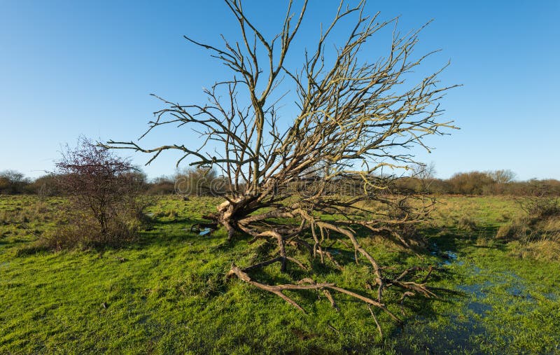Árbol Muerto Con Las Ramas Irregulares Al Borde De Un Lago Foto de ... Árbol Muerto Con Las Ramas Irregulares Al Borde De Un Lago Foto de ...