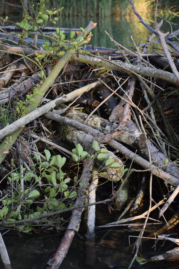 Elaborate Dam Construction of the Beaver Stock Photo - Image of summer ...