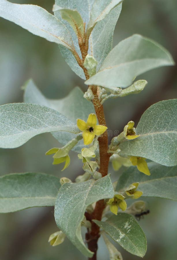 Elaeagnus Commutata (silverberry) Stock Image - Image of wolf, plant ...