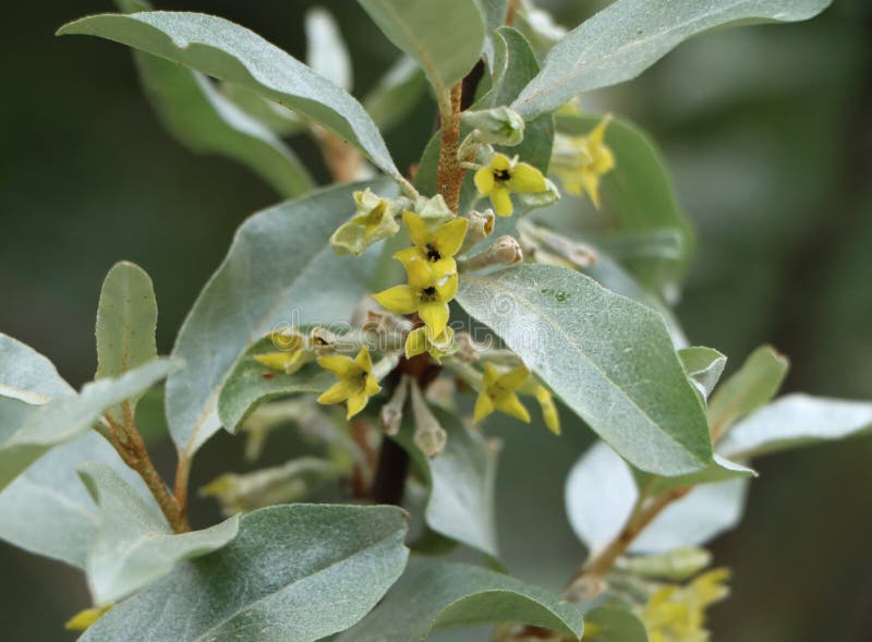 Elaeagnus Commutata (silverberry) Stock Photo - Image of nature ...