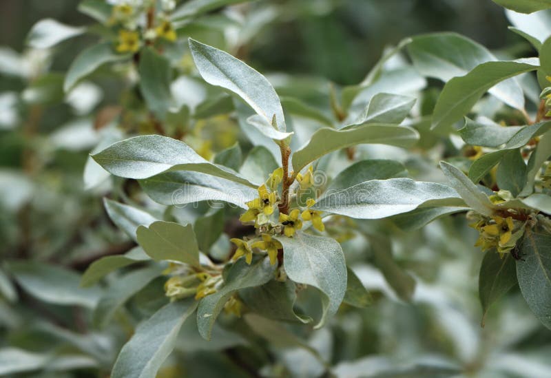 Elaeagnus Commutata (silverberry) Stock Photo - Image of ornamental ...