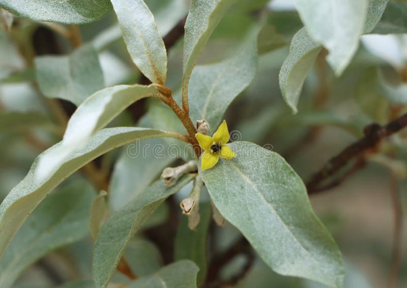 Elaeagnus Commutata (silverberry) Stock Photo - Image of willow ...
