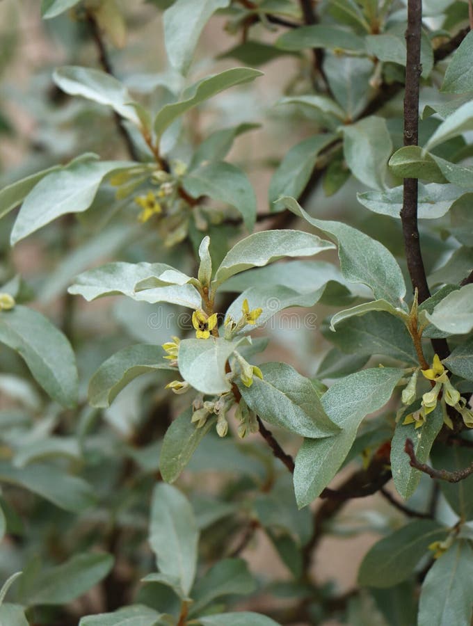 943 Silverberry Stock Photos - Free & Royalty-Free Stock Photos from ...