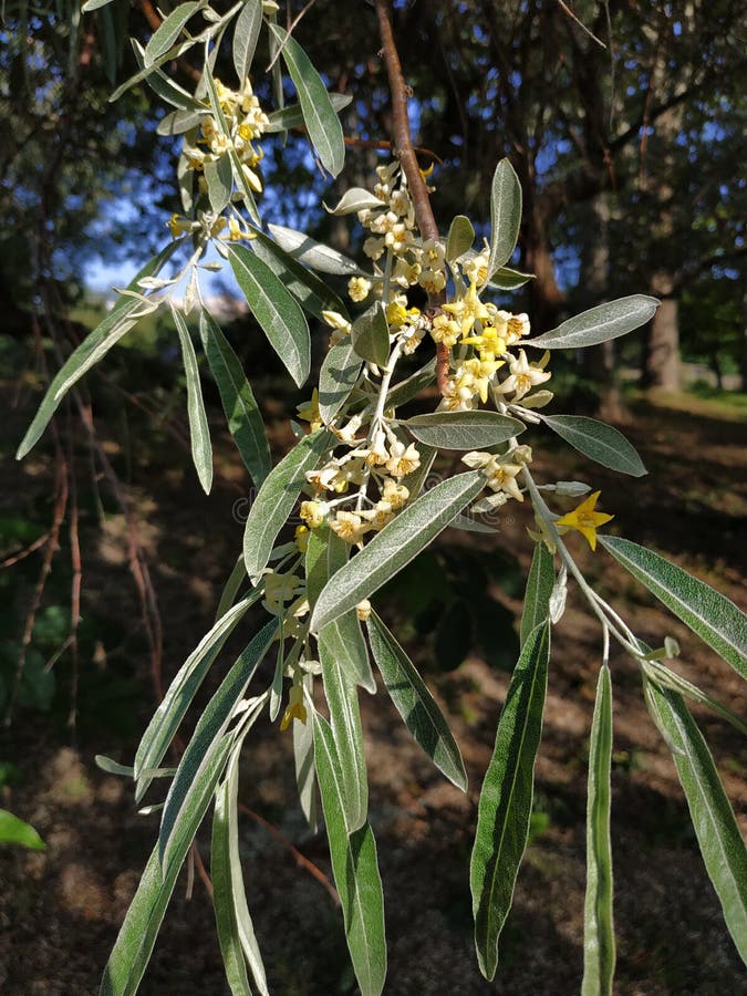 Elaeagnus Commutata. Silverberry, Wolf-willow Stock Photo - Image of ...
