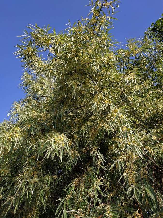 Elaeagnus Commutata. Silverberry, Wolf-willow. Stock Image - Image of ...