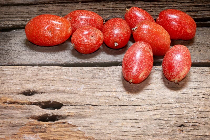 Elaeagnus Latifolia Fruits in Dalat, Vietnam Stock Photo - Image of ...