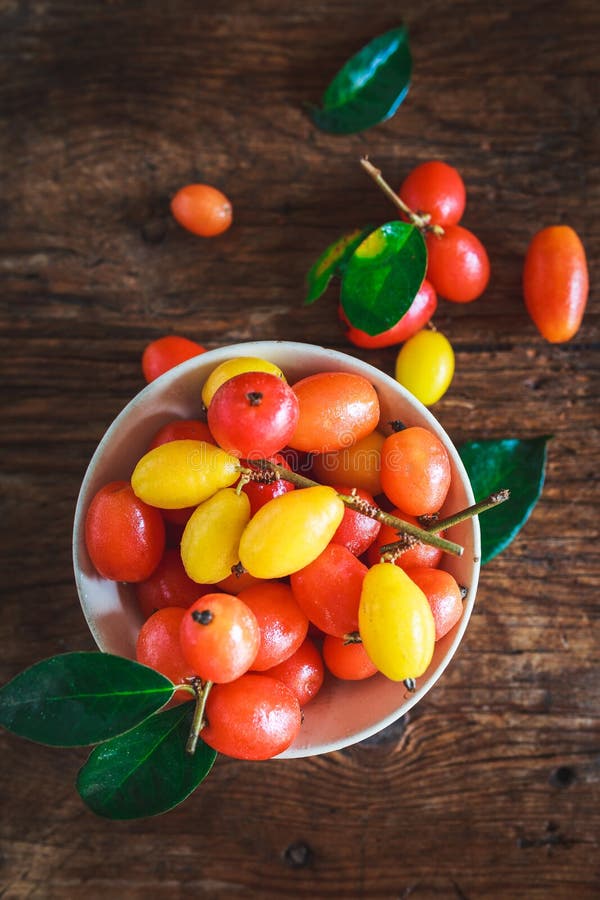 Elaeagnus latifolia fruits stock image. Image of leaf - 73076603