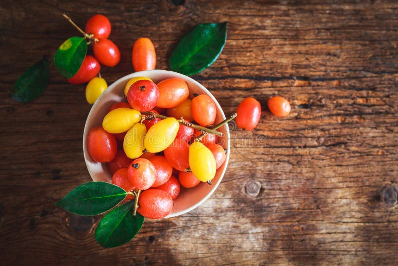 Elaeagnus latifolia fruits stock image. Image of orange - 73076677