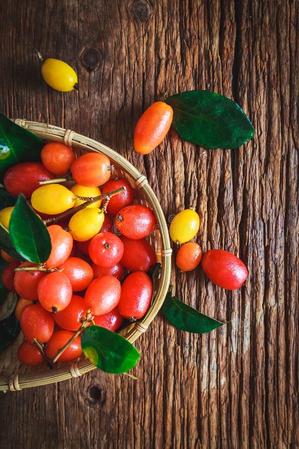 Elaeagnus latifolia fruits stock photo. Image of ...