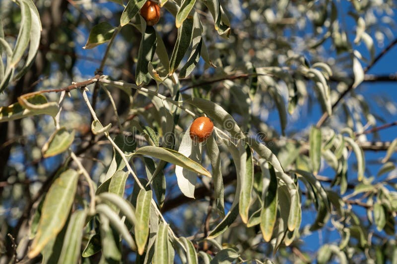 Oleaster Tree Branch with a Bunch of Wild Berries. Elaeagnus ...