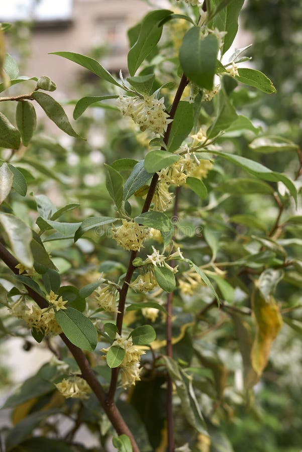Elaeagnus Umbellata Shrub in Bloom Stock Photo - Image of blossom ...