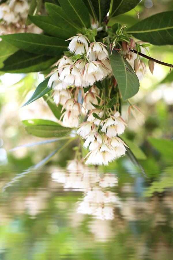 Elaeocarpus Grandiflorus Sm. Flowers Stock Photo - Image of closeup ...