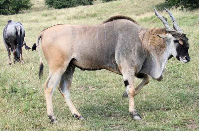 Male Elan stock image. Image of wild, elan, antelope - 60877243