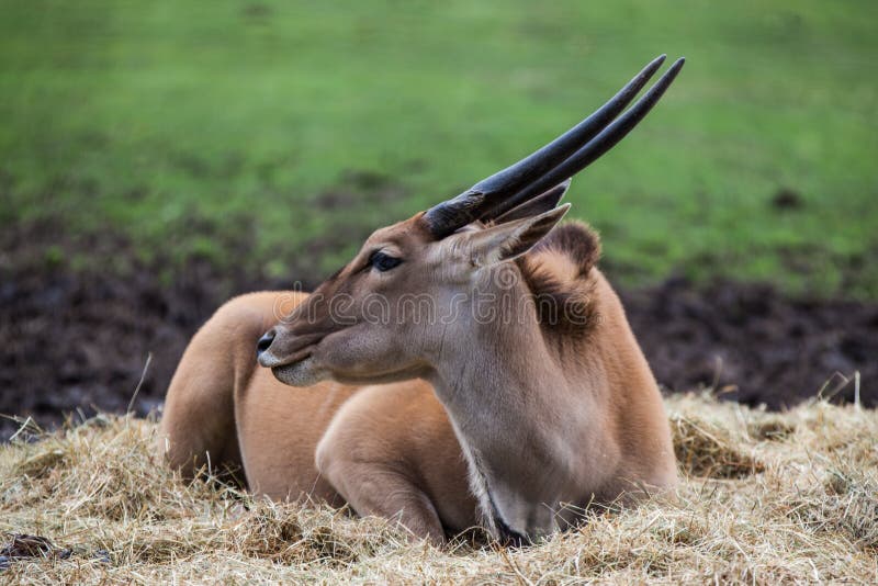 Elan stock photo. Image of savanna, safari, eland, mammal - 27442230