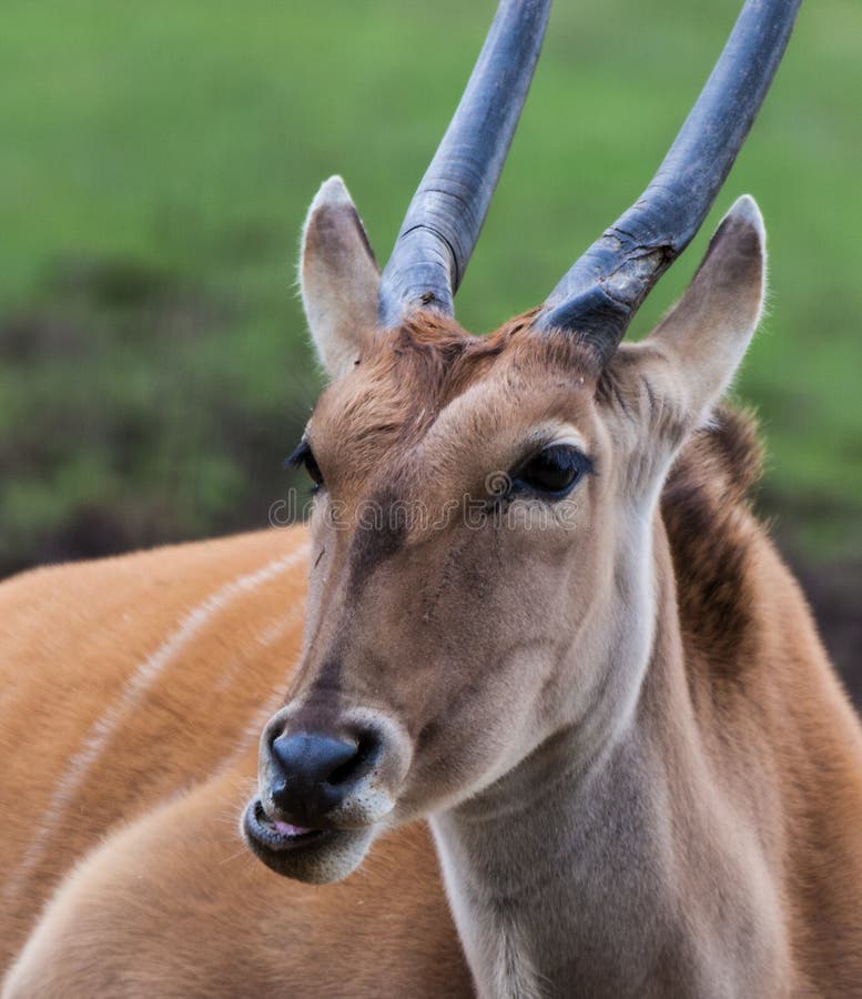 1+ Elan antelope Free Stock Photos - StockFreeImages