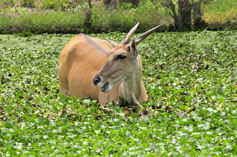 Elan Antelope stock image. Image of eland, buck, plants - 30397573