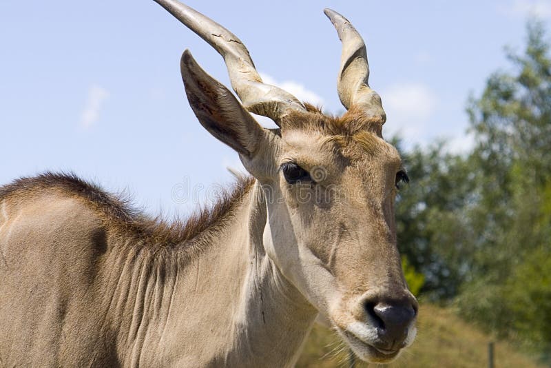 African Eland bull stock photo. Image of beautiful, buck - 23975550