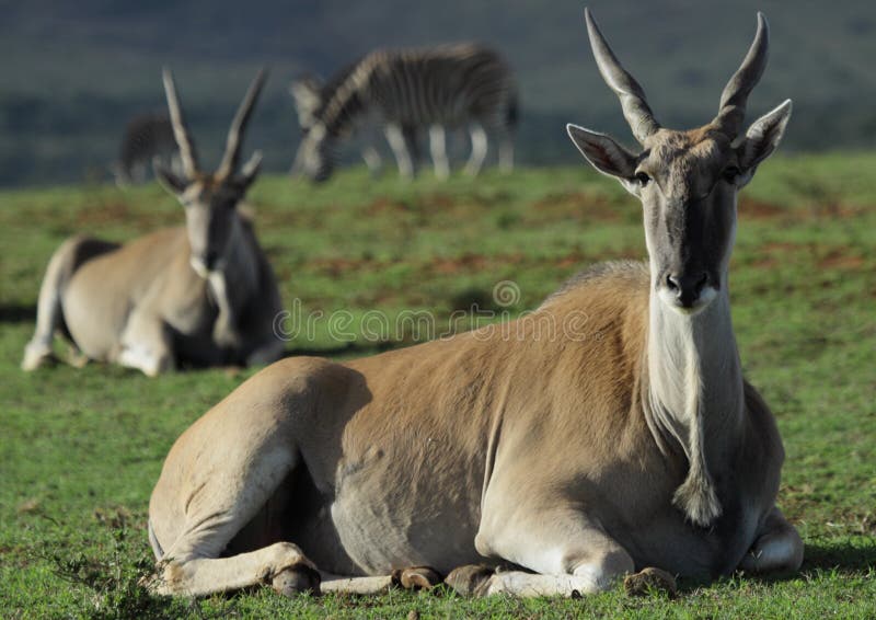 Eland stock photo. Image of general, sunlight, nature - 14159164