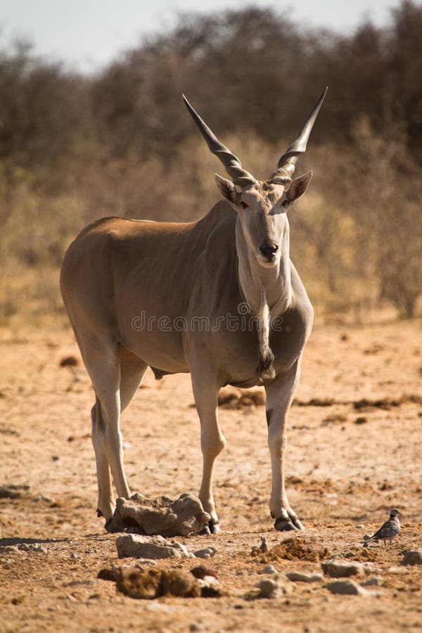 Eland stock photo. Image of hoof, namibia, large, oryx - 18388126