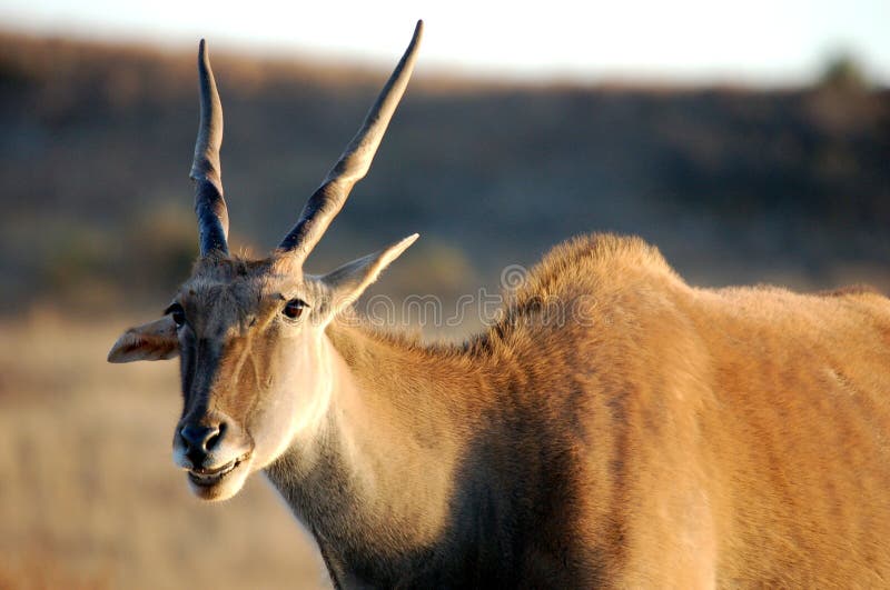 Eland stock image. Image of animal, africa, travel, hoof - 7246917