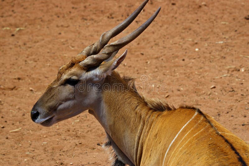 Eland africain image stock. Image du troupeau, élan, afrique - 7487095