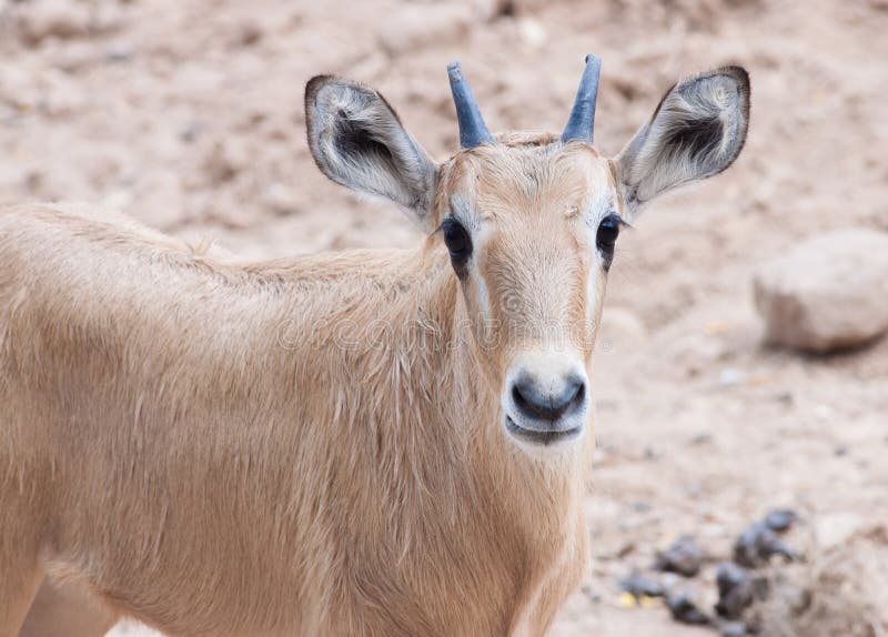 Eland antelop cub in zoo stock photo. Image of head, nature - 85420952