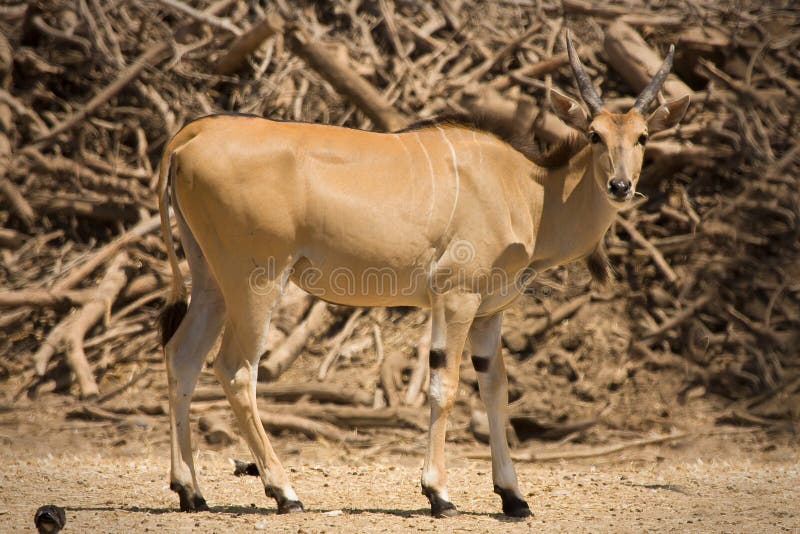 Eland stock photo. Image of hoof, namibia, large, oryx - 18388126