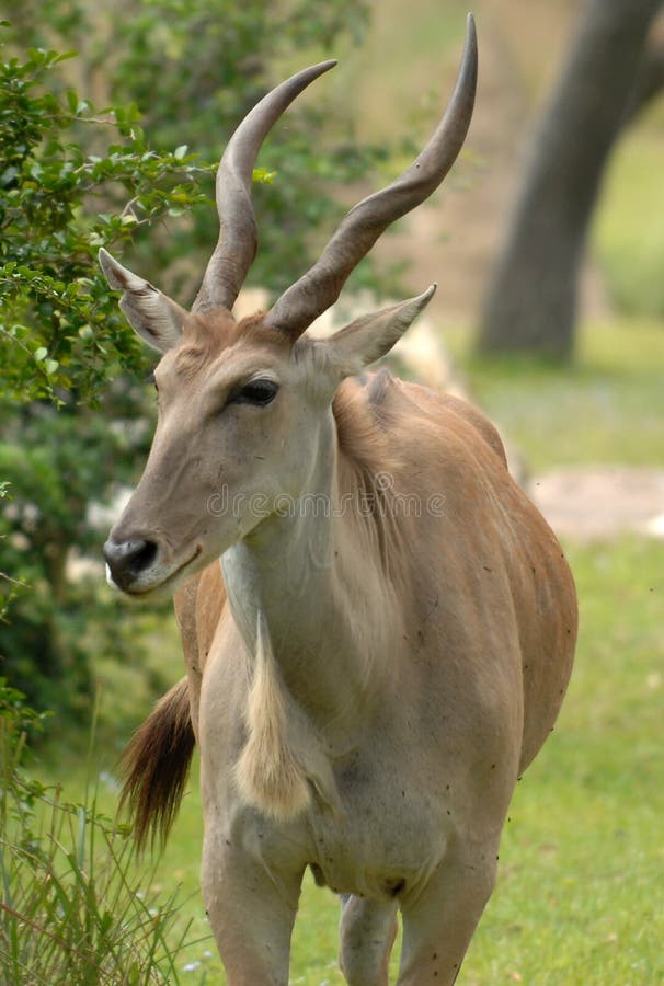 Eland antelope stock photo. Image of eating, animal, mammal - 2624862