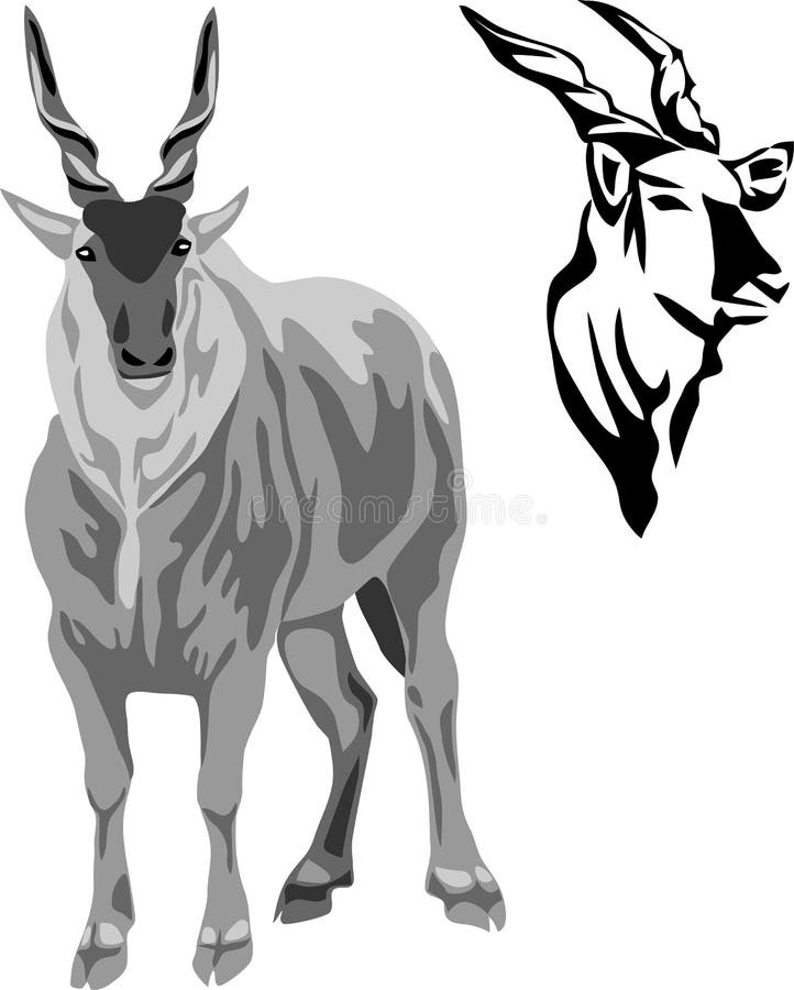 Derby Eland Stock Illustrations – 4 Derby Eland Stock Illustrations ...