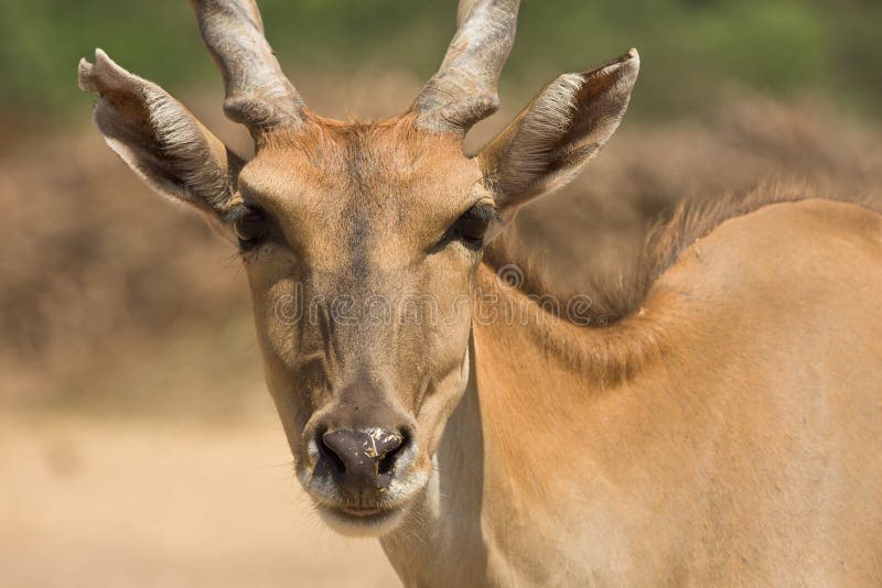 1,312 Antelope Hoof Stock Photos - Free & Royalty-Free Stock Photos ...