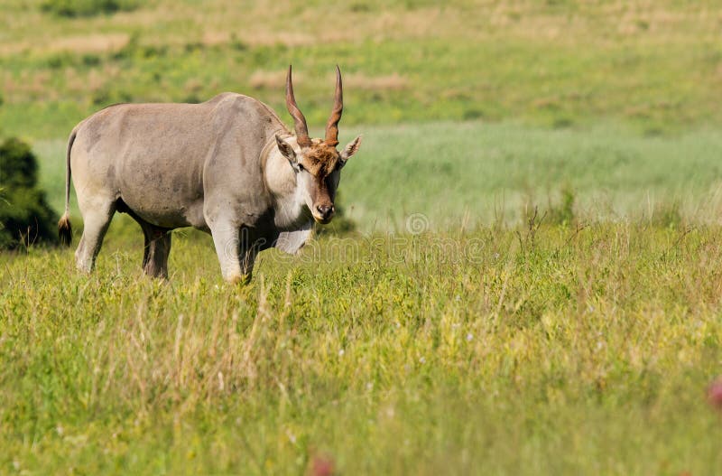 Eland Bull Buck Wildlife stock image. Image of wildlife - 29082807
