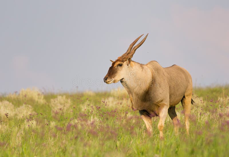 Eland Bull Buck Wildlife stock image. Image of wildlife - 29082807