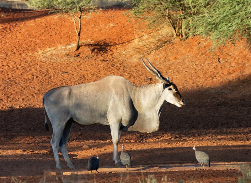 Eland Bull stock photo. Image of antelope, large, african - 138741990