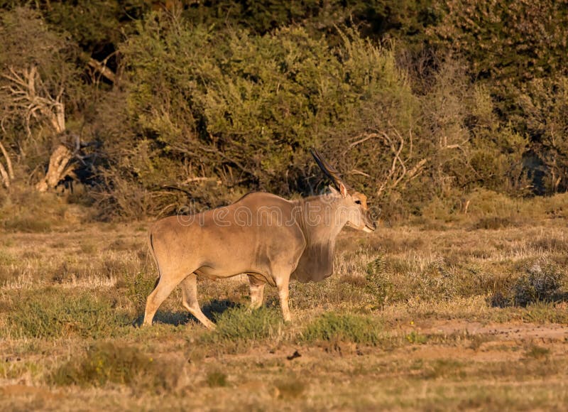 Eland Bull stock image. Image of africa, head, mammal - 92793099
