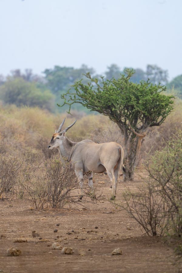 An Eland Bull Standing Under a Shepard S Tree in the Dry Landscape ...