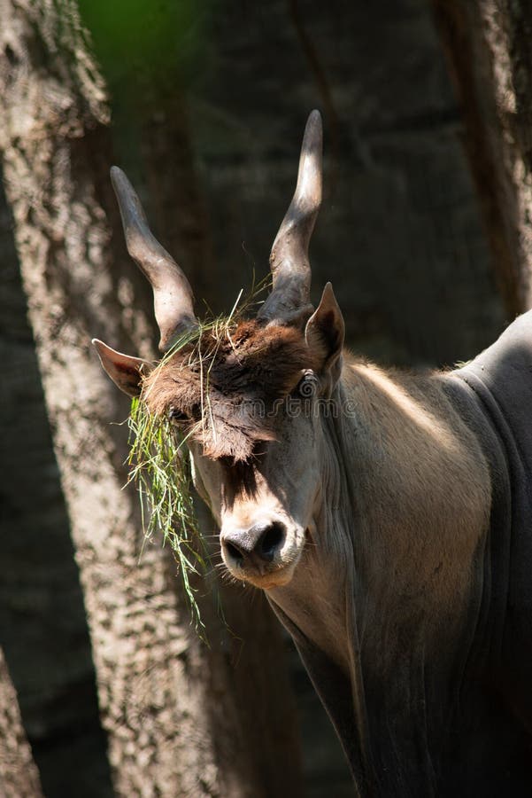 Common eland stock image. Image of hard, bull, common - 113887657