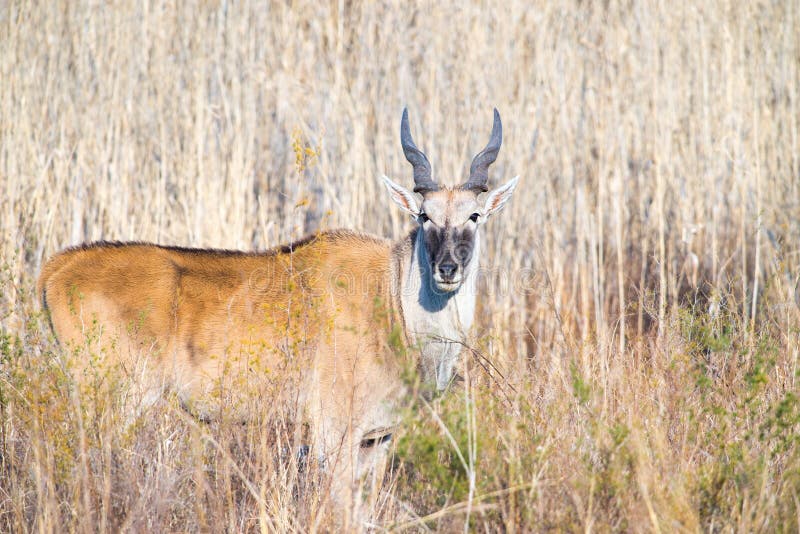 Eland in front of reed bed stock photo. Image of south - 64990026