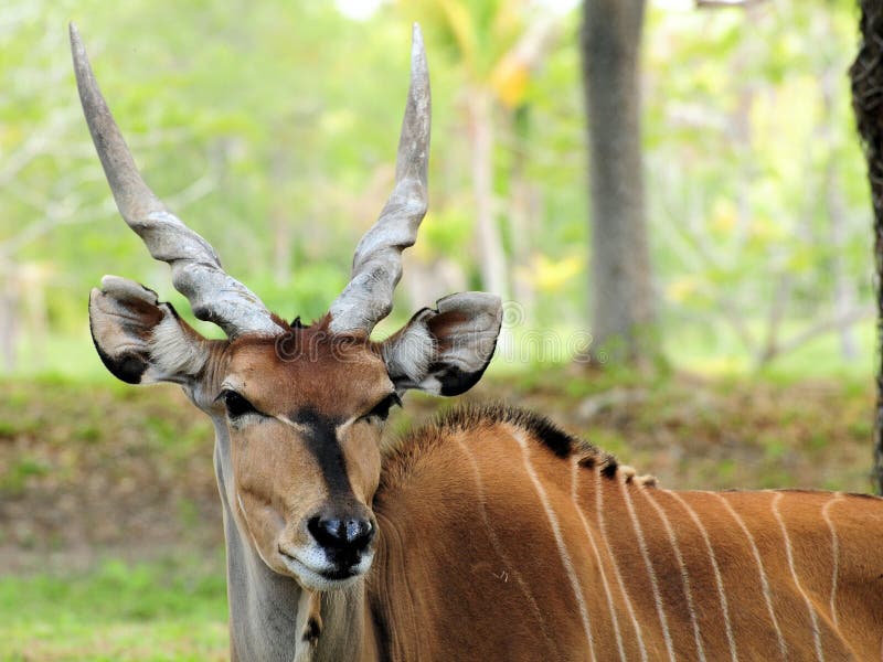 Eland gigante foto de archivo. Imagen de supervivencia - 28979836