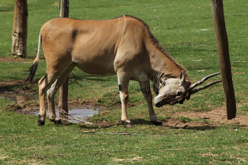 Butting Technique Stock Photos - Free & Royalty-Free Stock Photos from ...