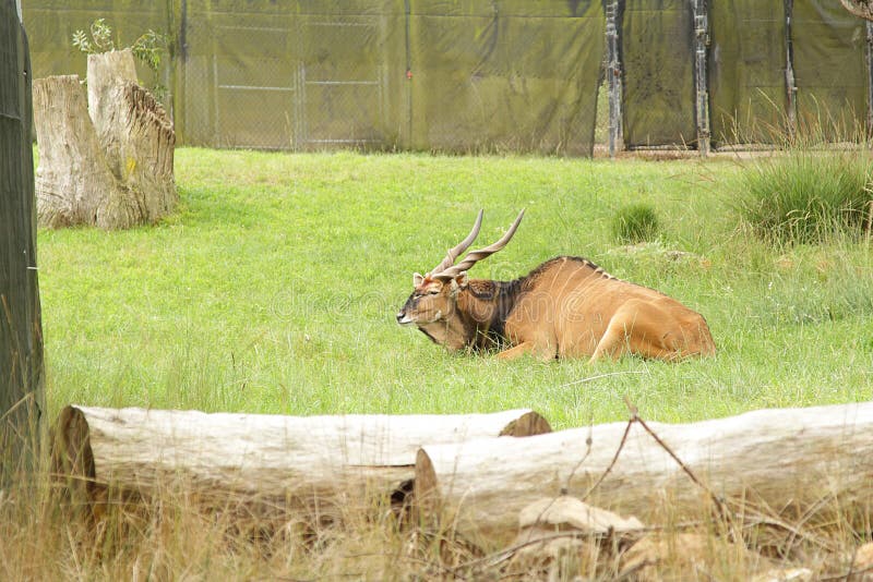 Eland in zoo stock image. Image of antelope, natural - 19049755