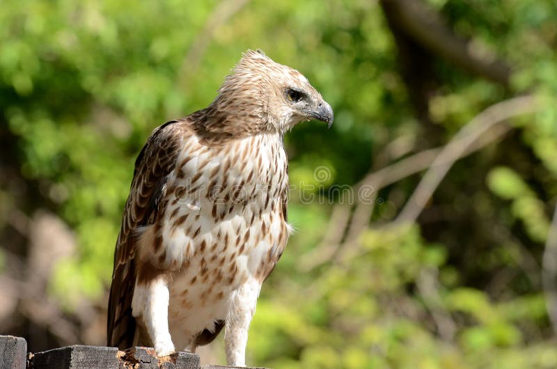 Elang Jawa stock photo. Image of java, wildlife, jatim - 179621318